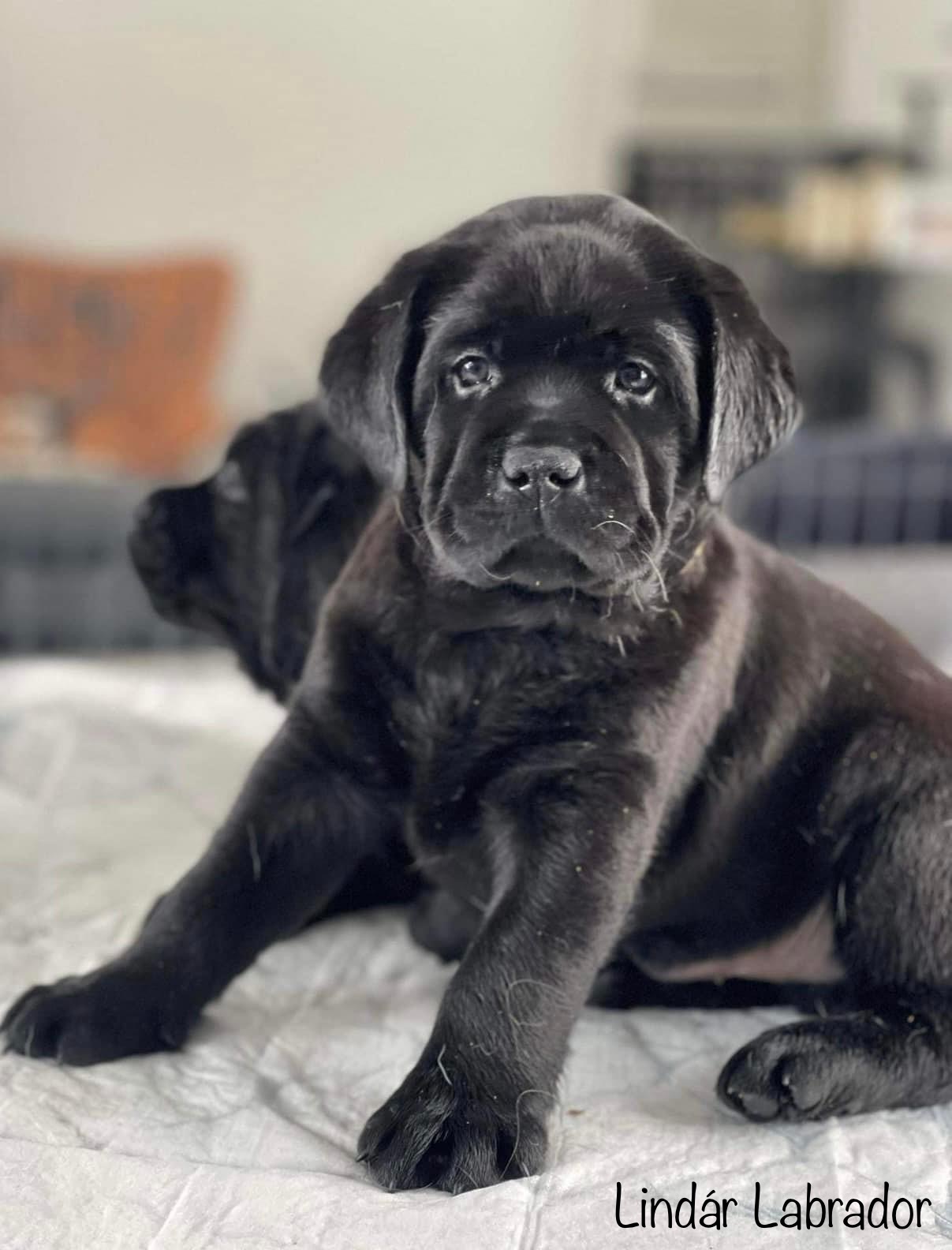 Hreinr. Labrador hvolpar .Tilb. til af - Bændablaðið