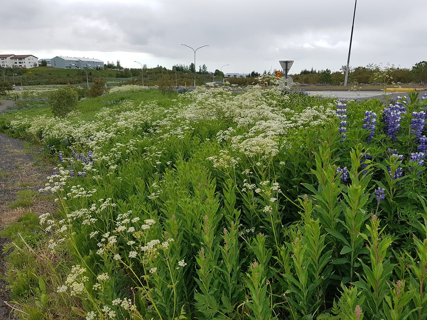Salt gott til að eyða kerfli - Bændablaðið