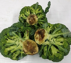 Plastpokar í stað ískælingar - Bændablaðið