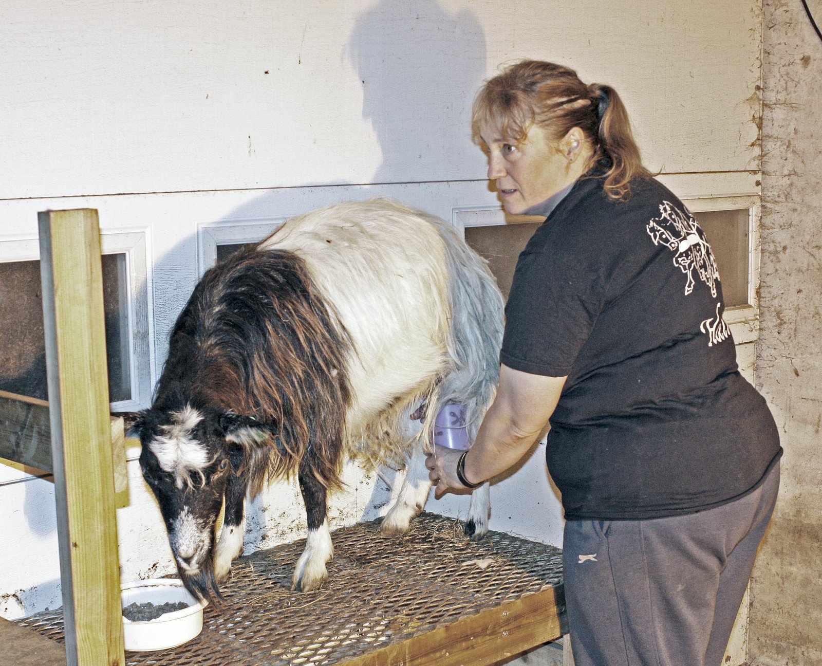 Geitaís, geitaostur, geitajógúrt og geitaskyr á boðstólum - Bændablaðið