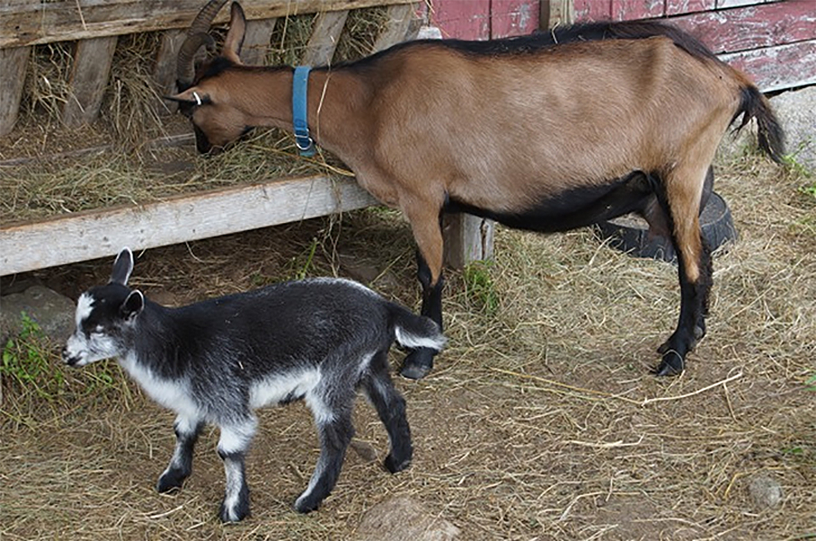 Íslenskar geitur í útrás - Bændablaðið