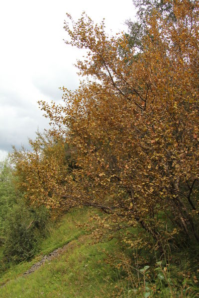 Birkiryð snemma á ferðinni - Bændablaðið