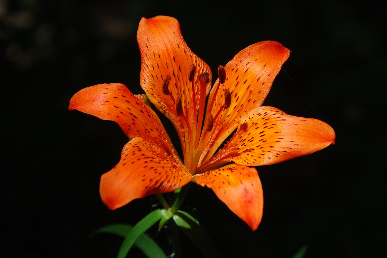 Ræktaðu garðinn þinn: Liljur, hreinleiki og fegurð - Bændablaðið