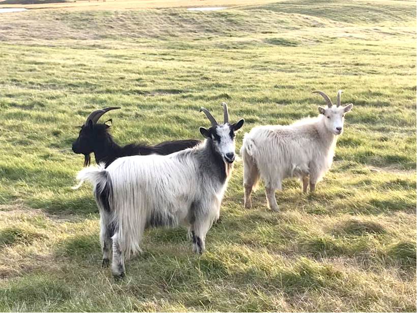Kortleggja beitarsvæði geita - Bændablaðið